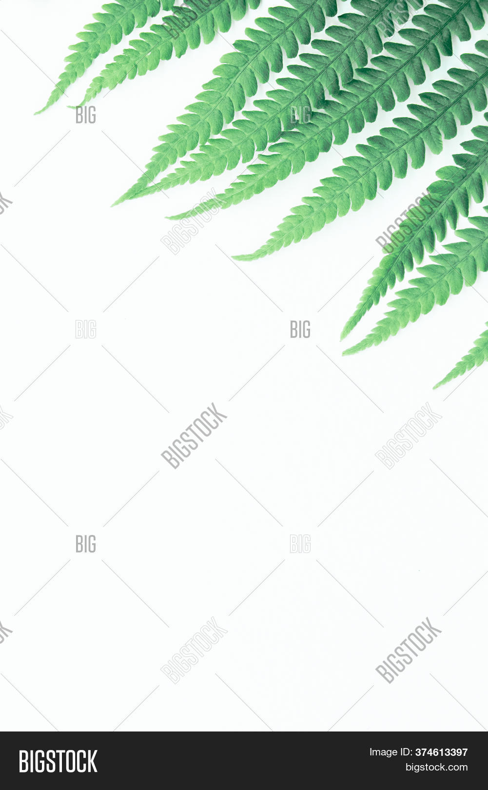 Top View Green Fern Image & Photo (Free Trial) | Bigstock