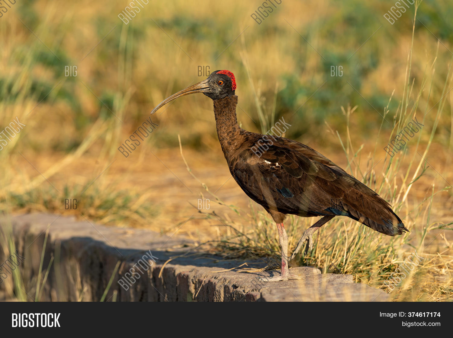 Red Naped Ibis Indian Image & Photo (Free Trial) | Bigstock