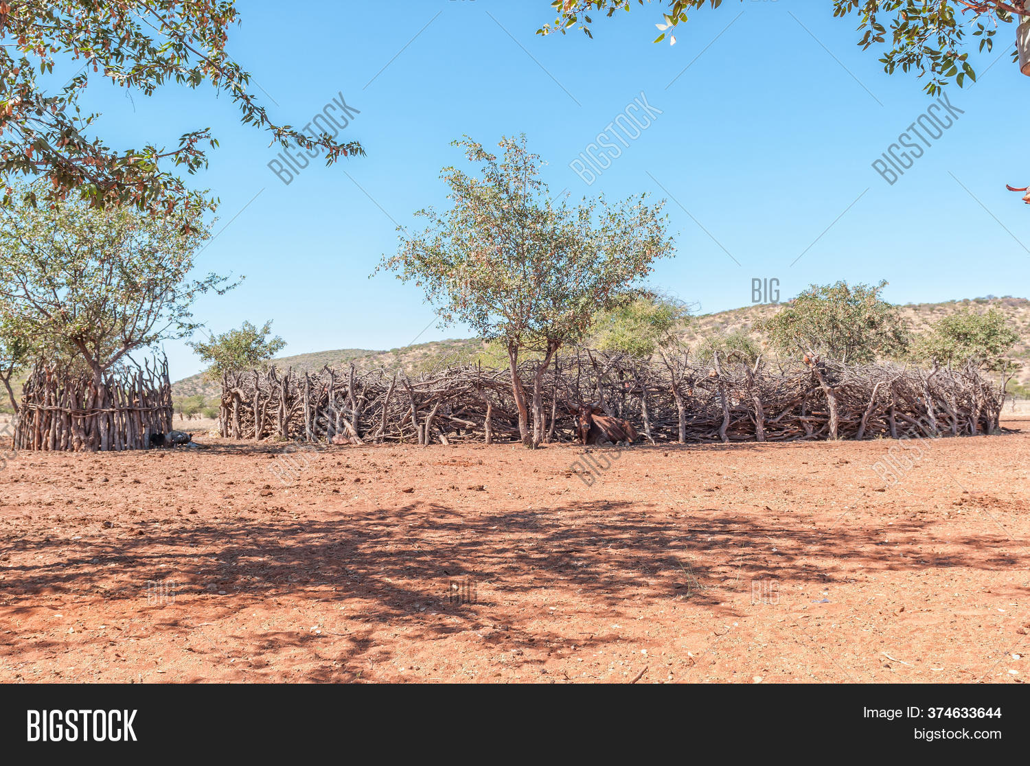 Nguni Cow Front Kraal Image & Photo (Free Trial) | Bigstock