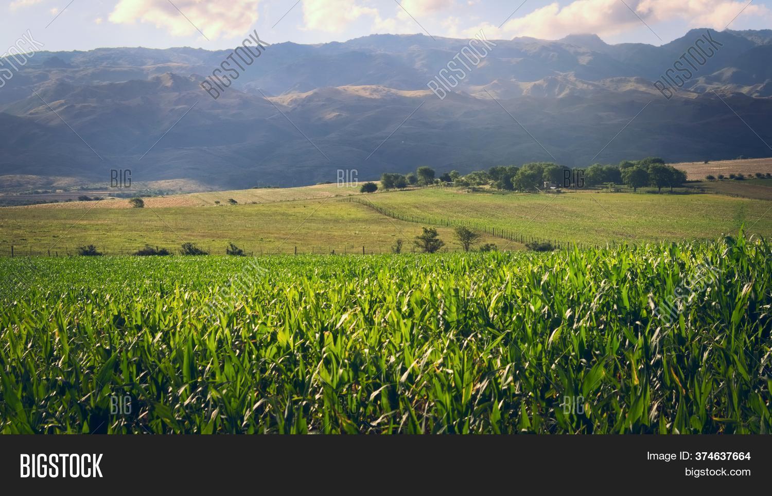 Corn Plantations Image & Photo (Free Trial) | Bigstock