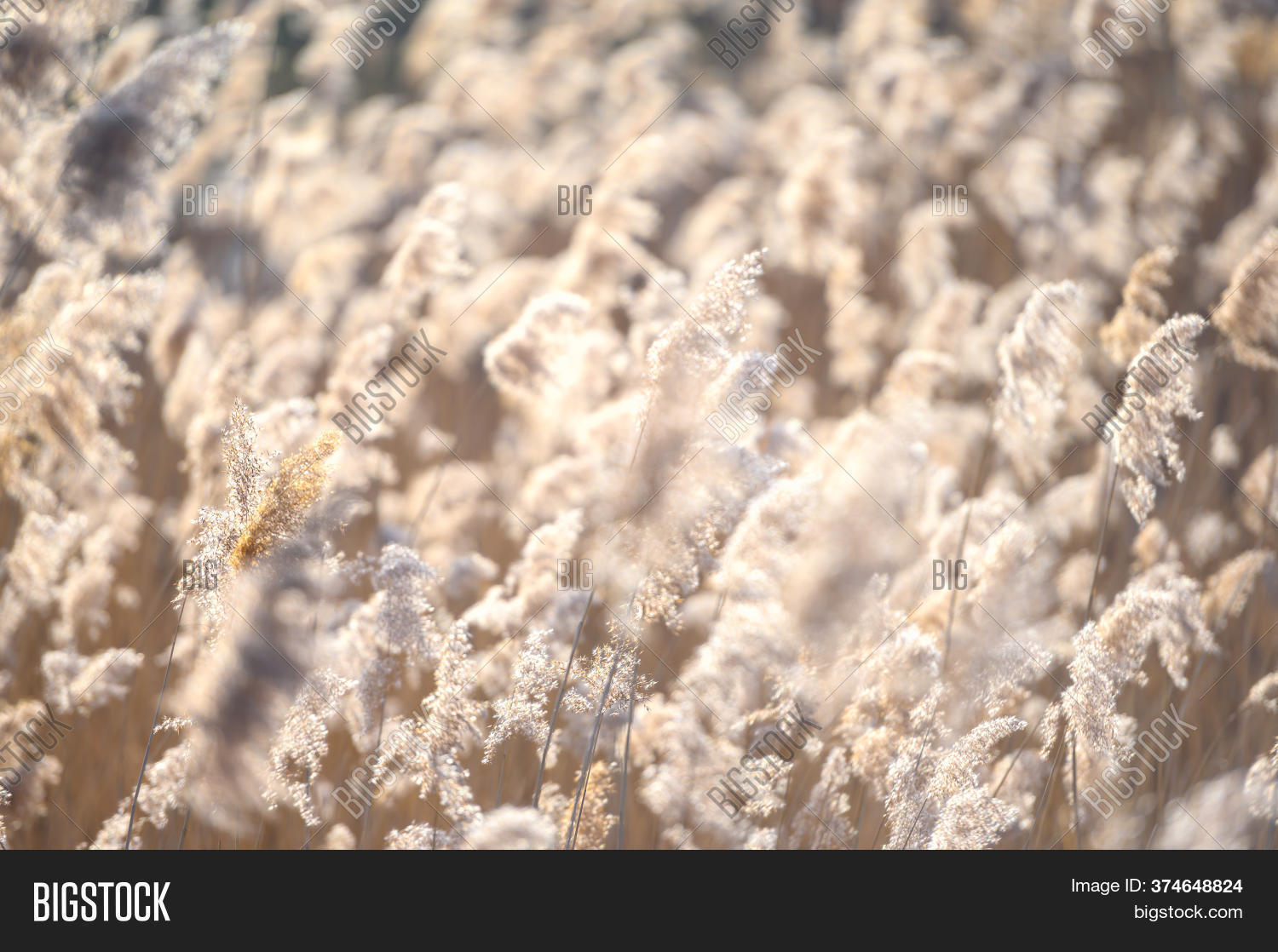 Dry Reeds By Lake. Image & Photo (Free Trial) | Bigstock