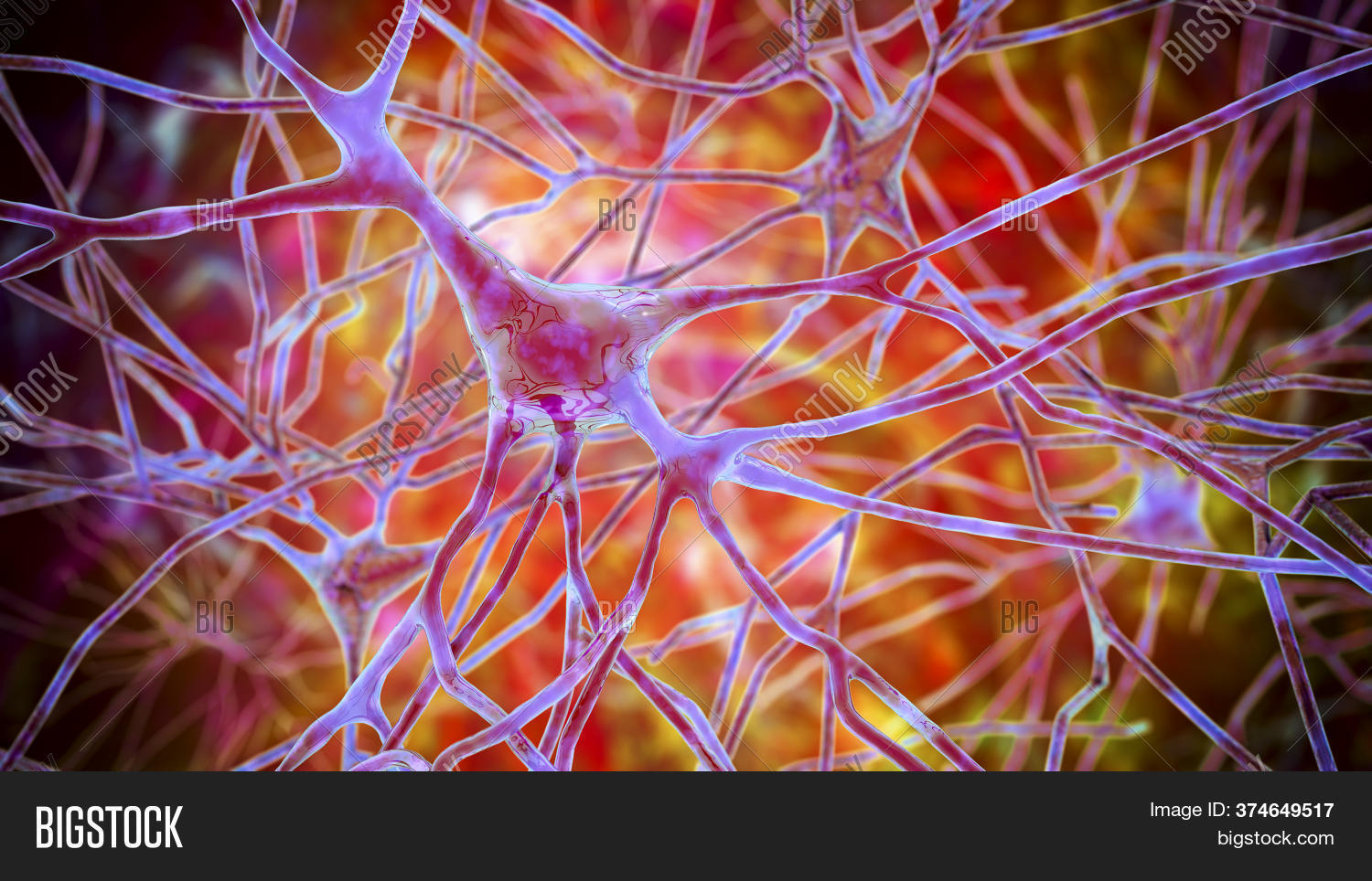 Pyramidal Neurons Image & Photo (Free Trial) | Bigstock