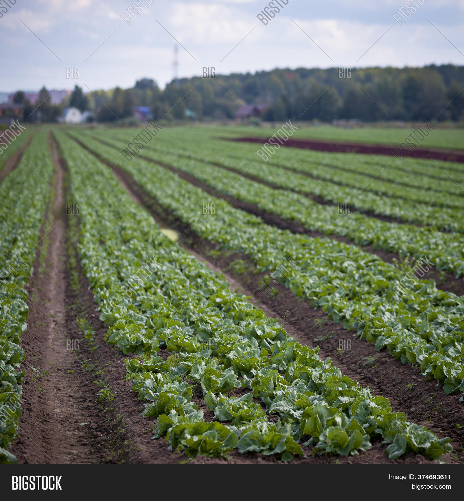Close- Arable Farmland Image & Photo (Free Trial) | Bigstock
