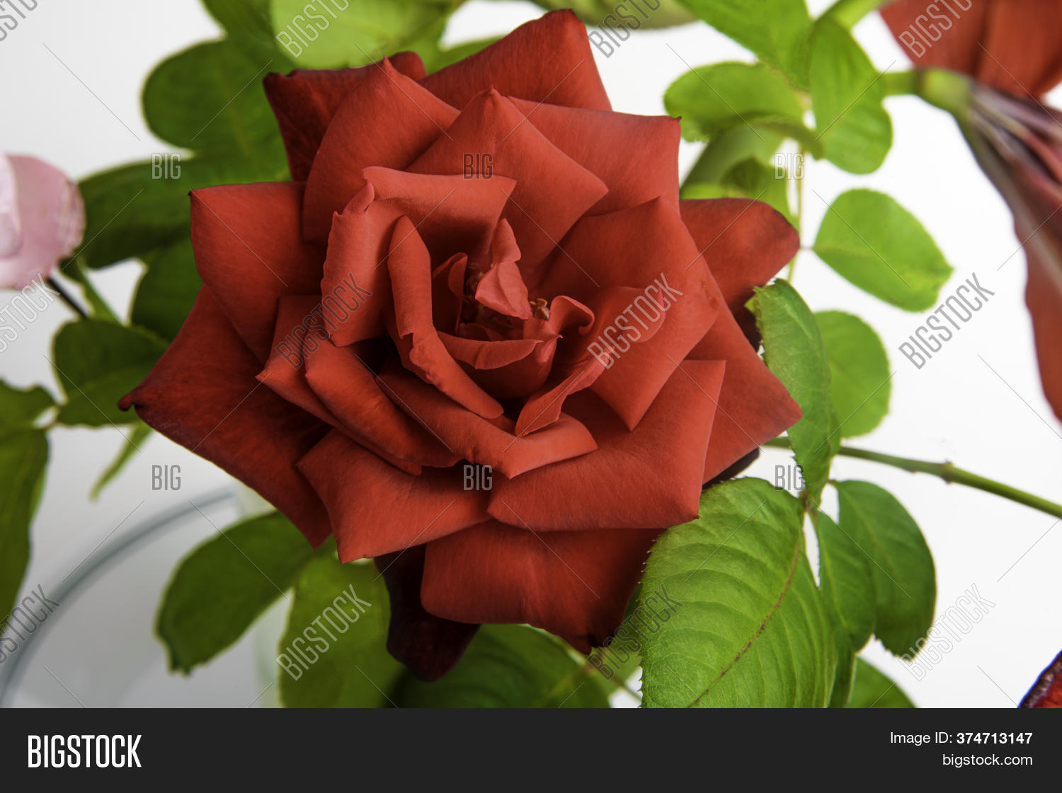 Close- Single Red Rose Image & Photo (Free Trial) | Bigstock