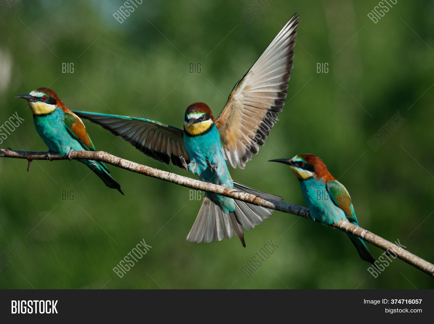 European Bee-eater Image & Photo (Free Trial) | Bigstock