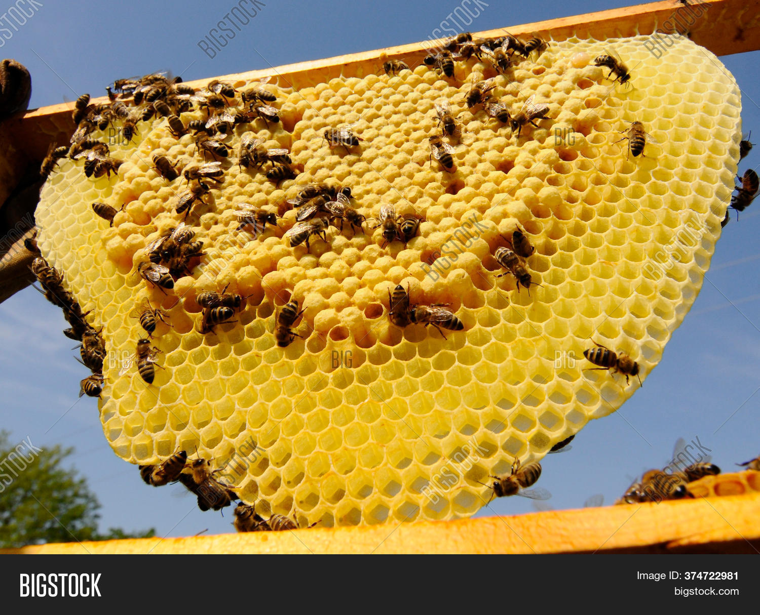 Honey Comb Honey Bees Image & Photo (Free Trial) | Bigstock