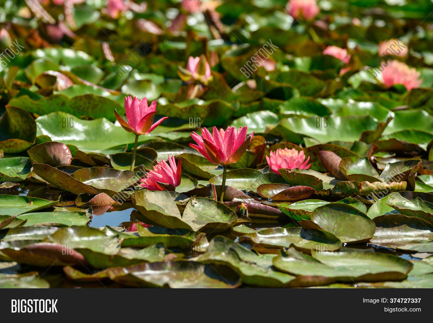 Red Water Lily Flowers Image & Photo (Free Trial) | Bigstock