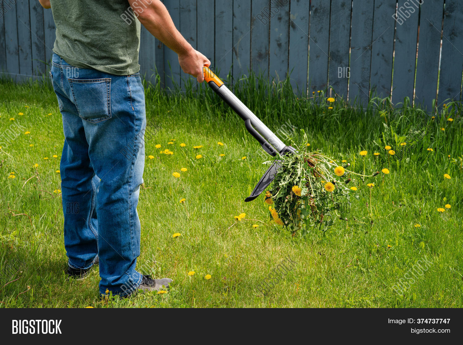 Removing weeds from lawn store