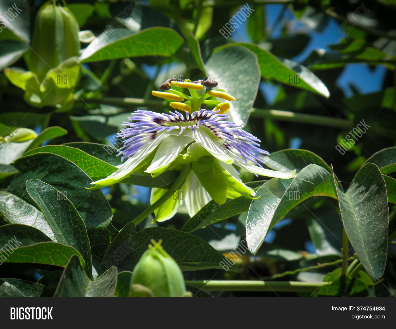Blue Passionflower, Image & Photo (Free Trial) | Bigstock