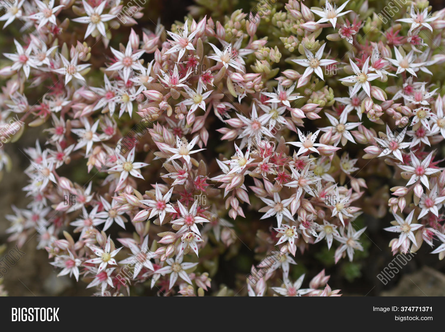 Spanish Stonecrop - Image & Photo (Free Trial) | Bigstock