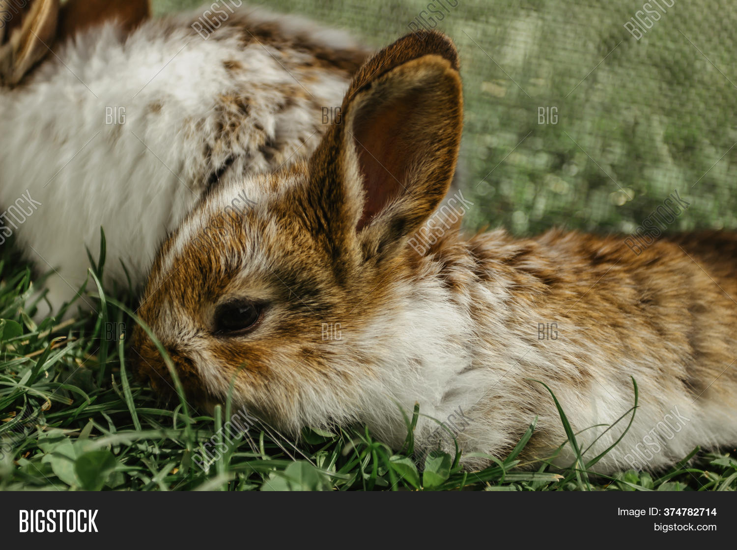 Group Domestic Rabbits Image & Photo (Free Trial) | Bigstock