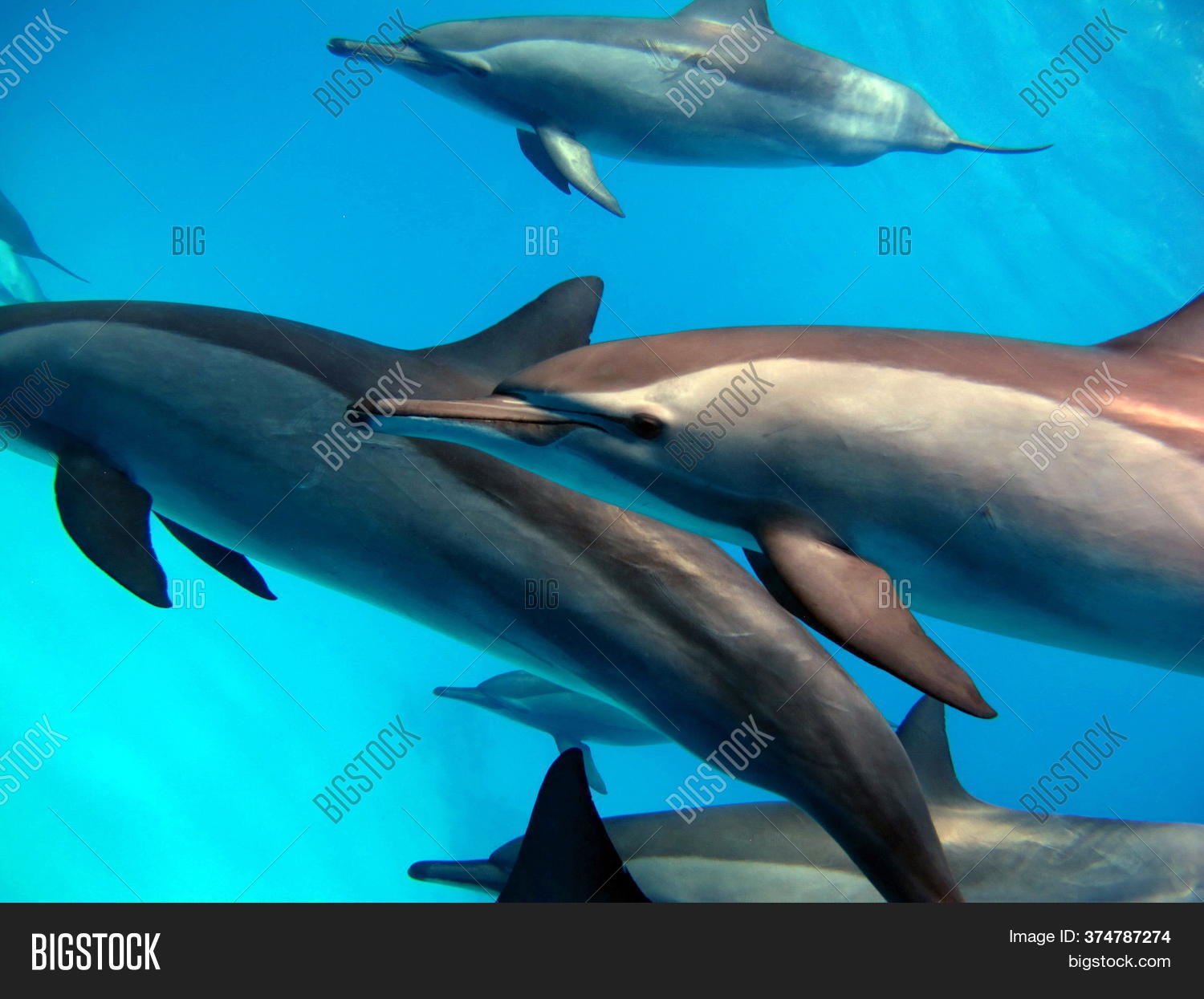 Spinner Dolphin . Image & Photo (Free Trial) | Bigstock