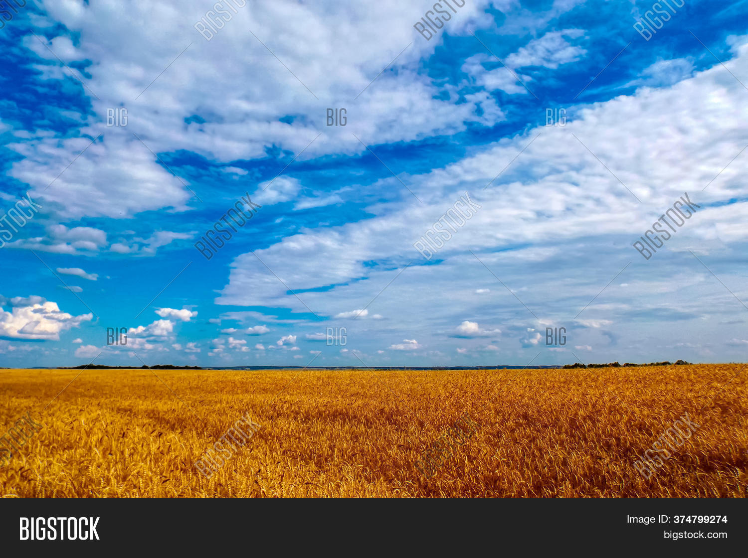 Field Ripe Wheat Image & Photo (Free Trial) | Bigstock