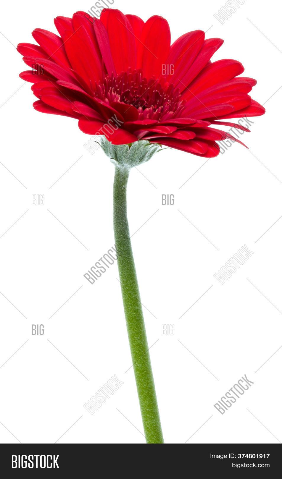 Vertical Red Gerbera Image & Photo (Free Trial) | Bigstock