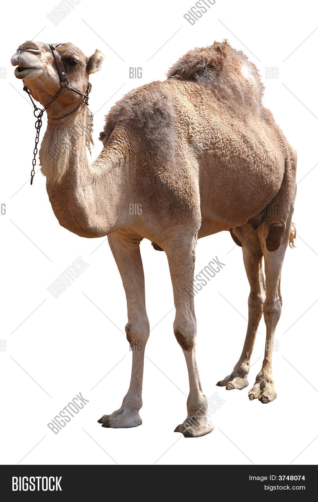 Camel Image & Photo (Free Trial) | Bigstock