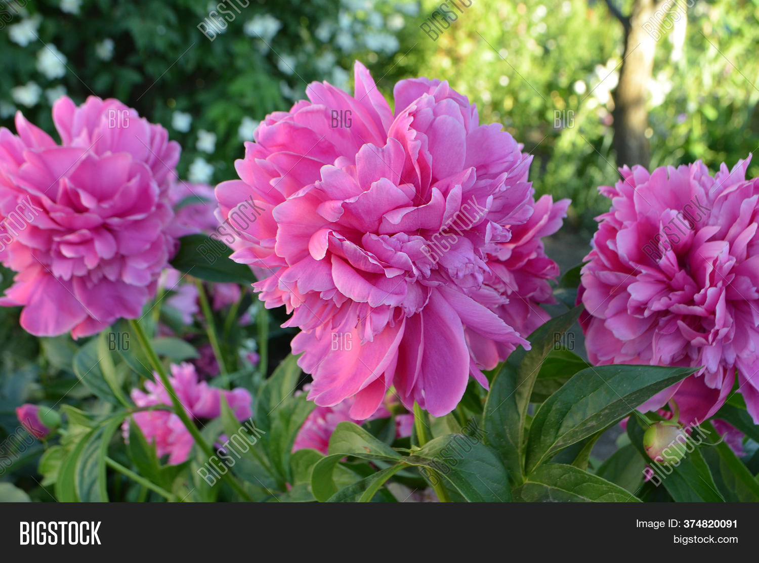 Pink Flowers Peonies Image & Photo (Free Trial) | Bigstock