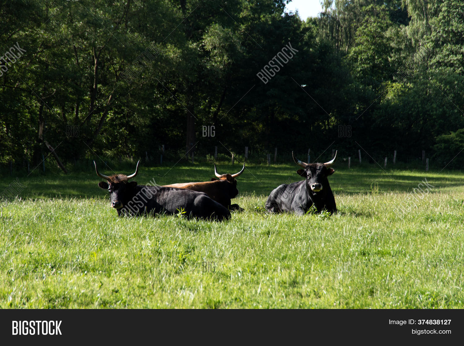 Aurochses Kiel, Image & Photo (Free Trial) | Bigstock