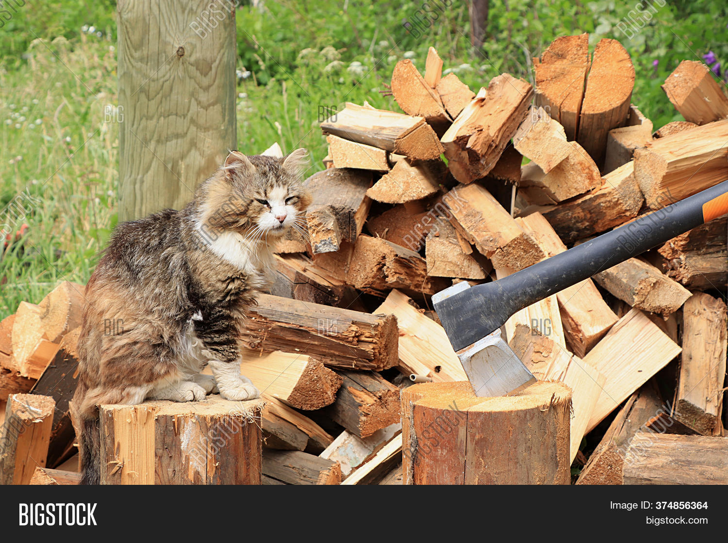 Village Cat Chopped Image & Photo (Free Trial) | Bigstock