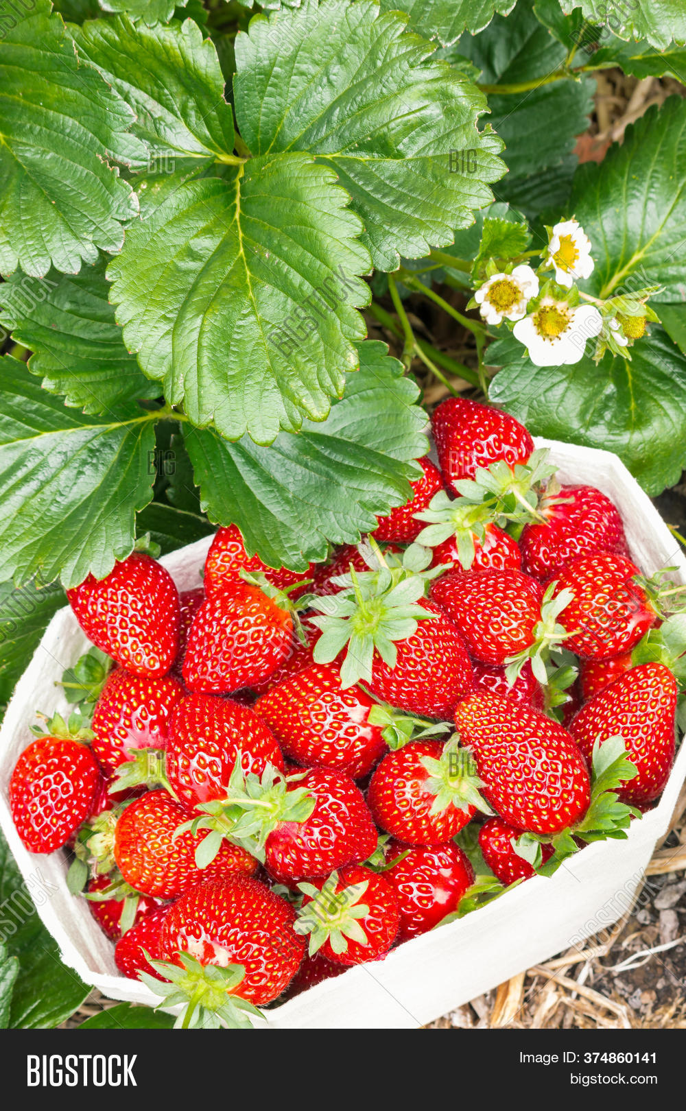 Carton Punnet Full Image & Photo (Free Trial) | Bigstock