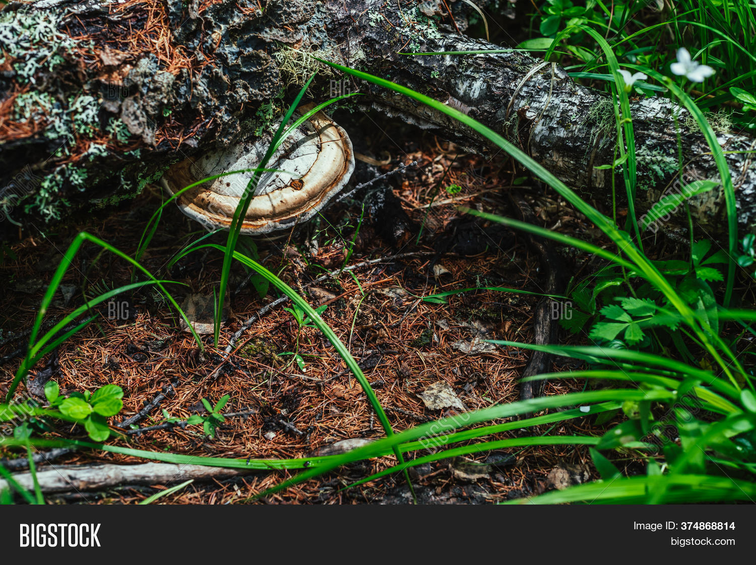 Imagen y foto Large White (prueba gratis) | Bigstock