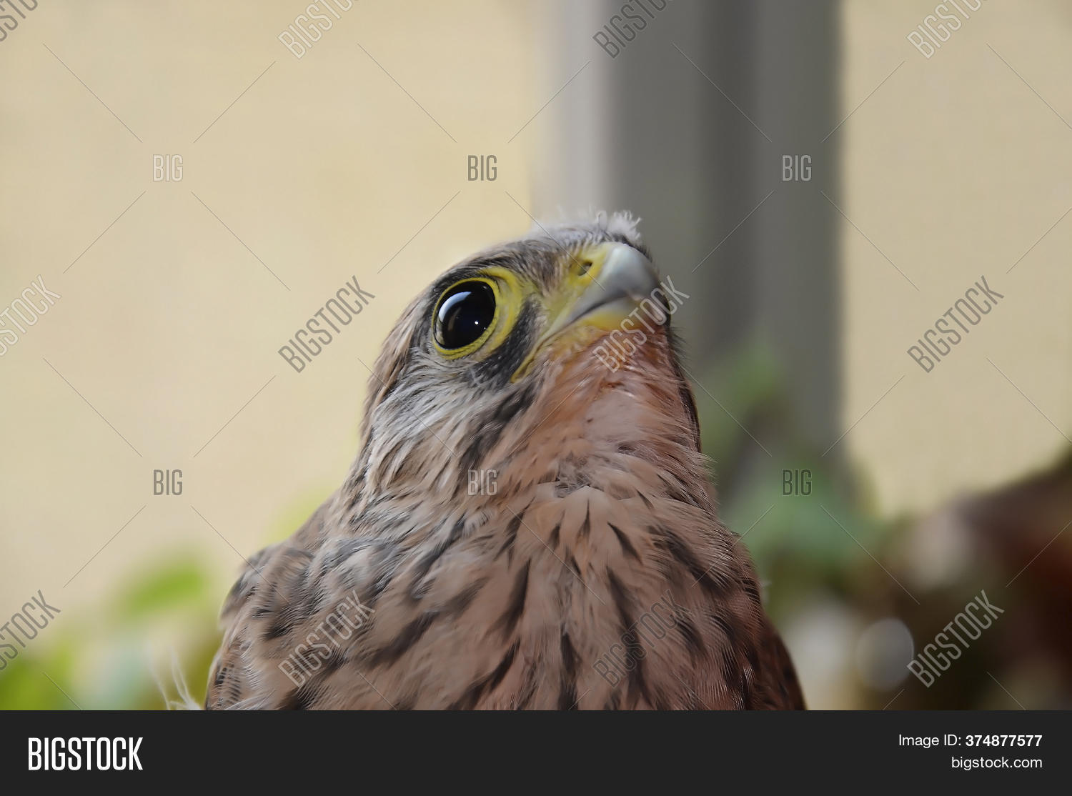 Face Baby Falcon. Beak Image & Photo (Free Trial) | Bigstock