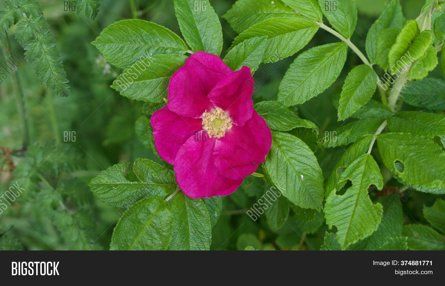 Single Pink Dog Rose Image & Photo (Free Trial) | Bigstock