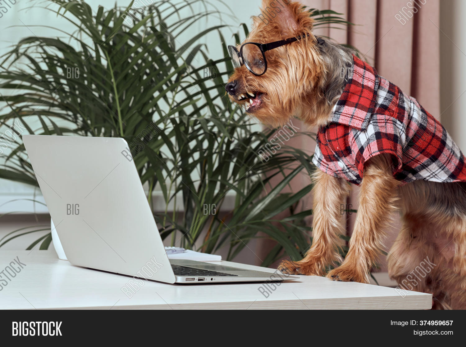 Dog Looks Screen Open Image & Photo (Free Trial) | Bigstock