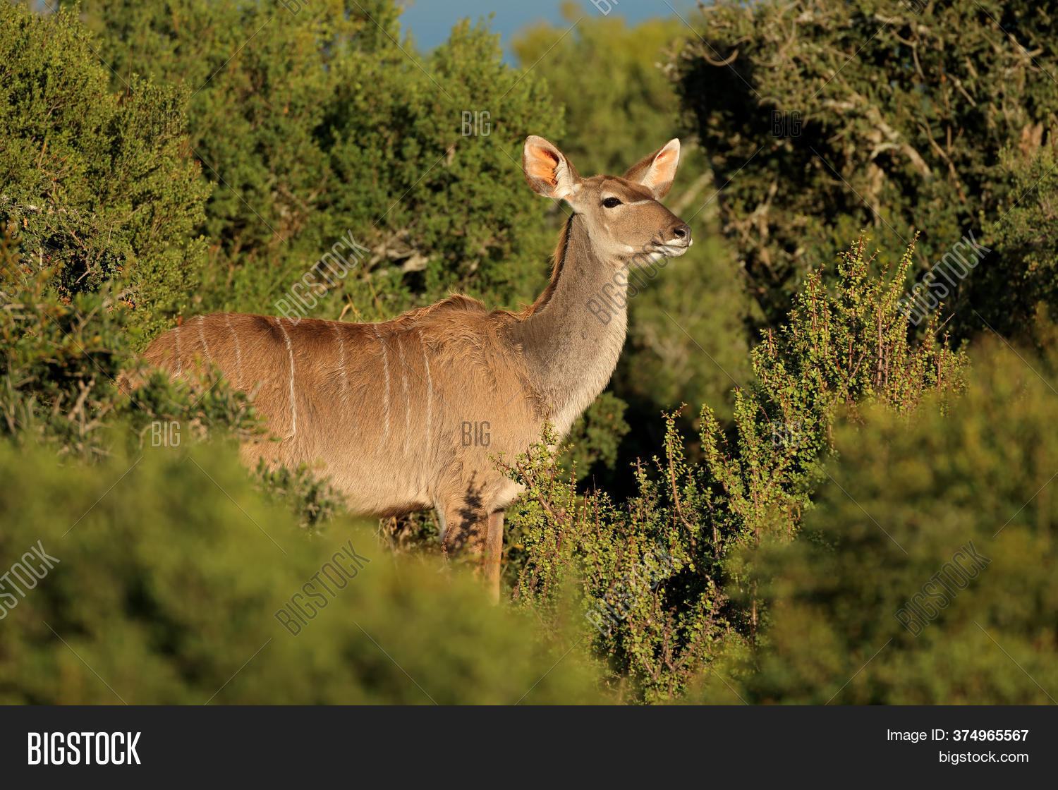 Female Kudu Antelope ( Image & Photo (Free Trial) | Bigstock