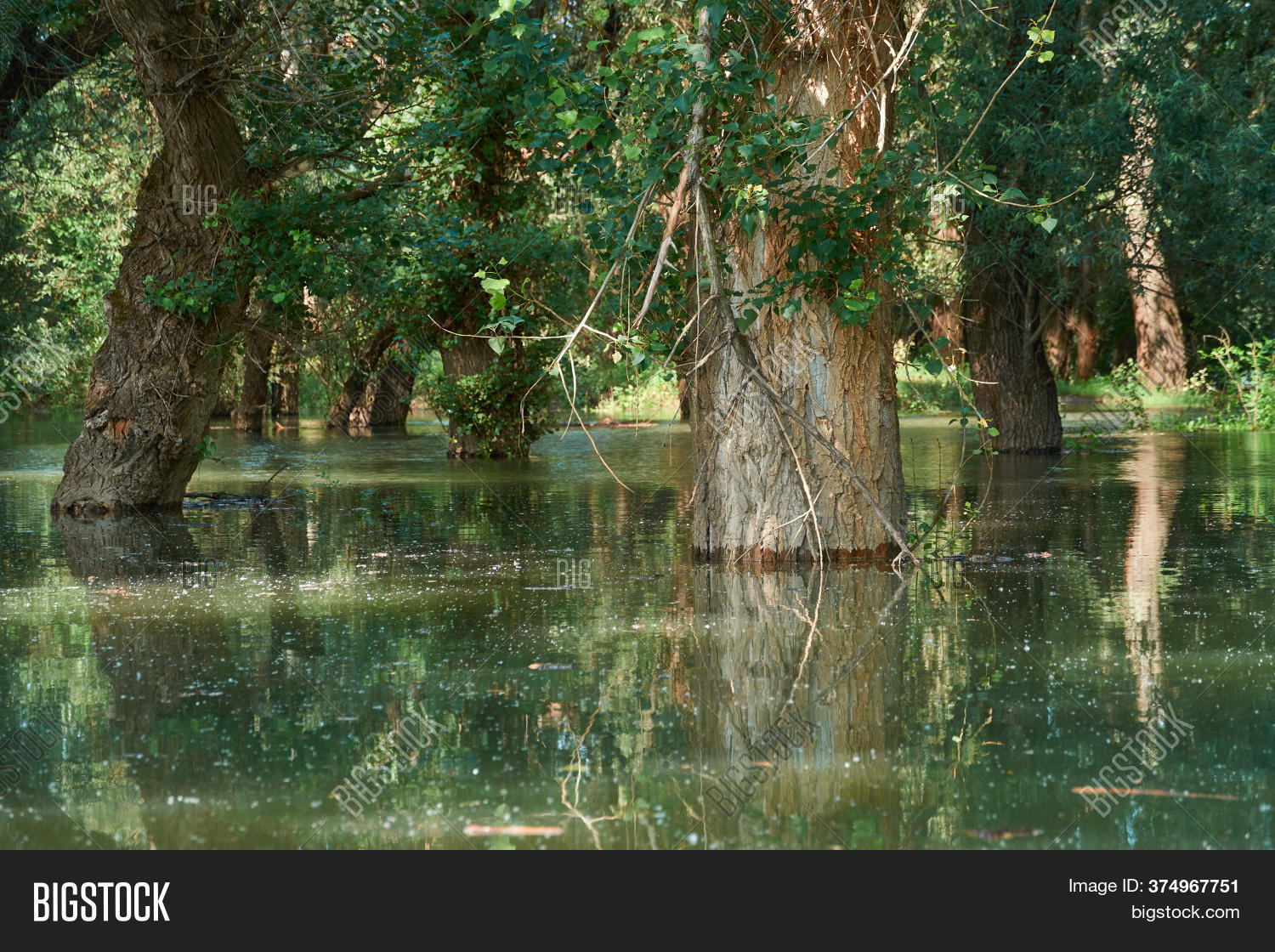 Flood Forest, River Image & Photo (Free Trial) | Bigstock