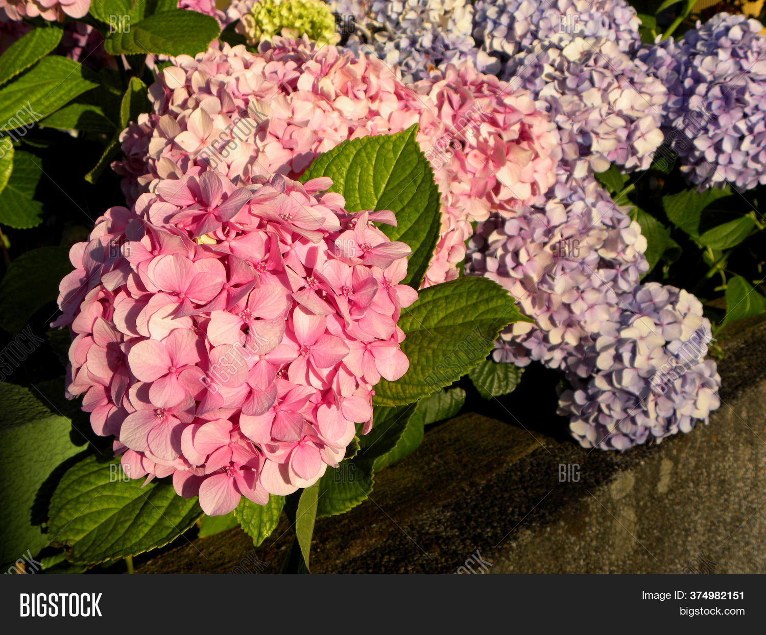 Macro Photo Hydrangea Image & Photo (Free Trial) | Bigstock