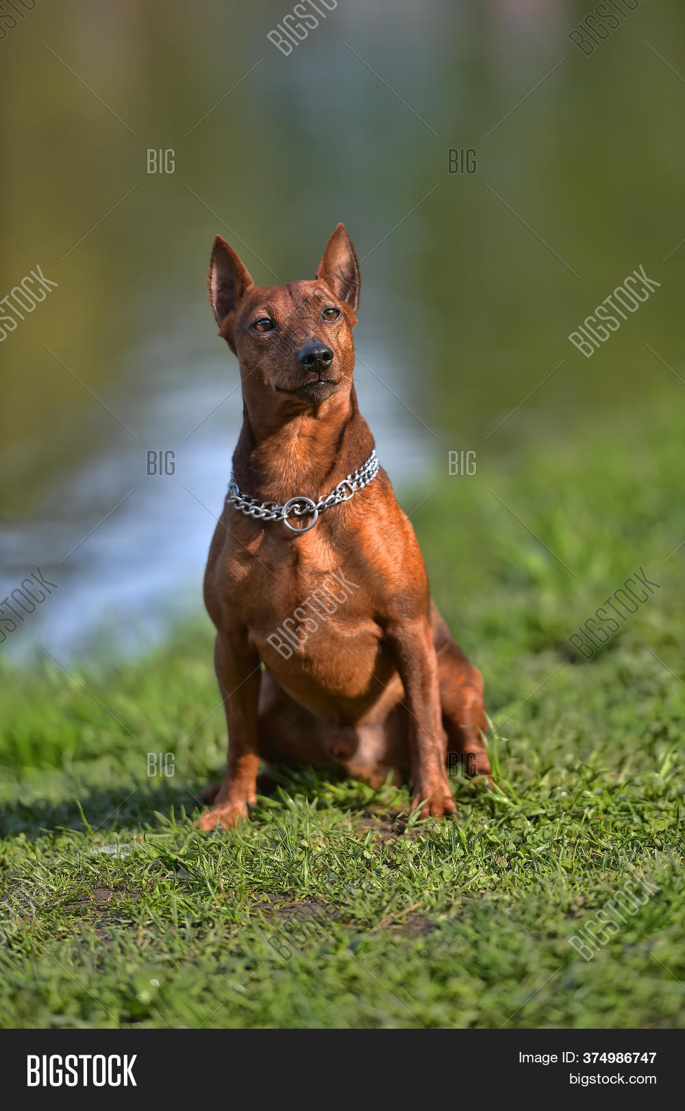 Dwarf Pinscher Summer Image & Photo (Free Trial) | Bigstock