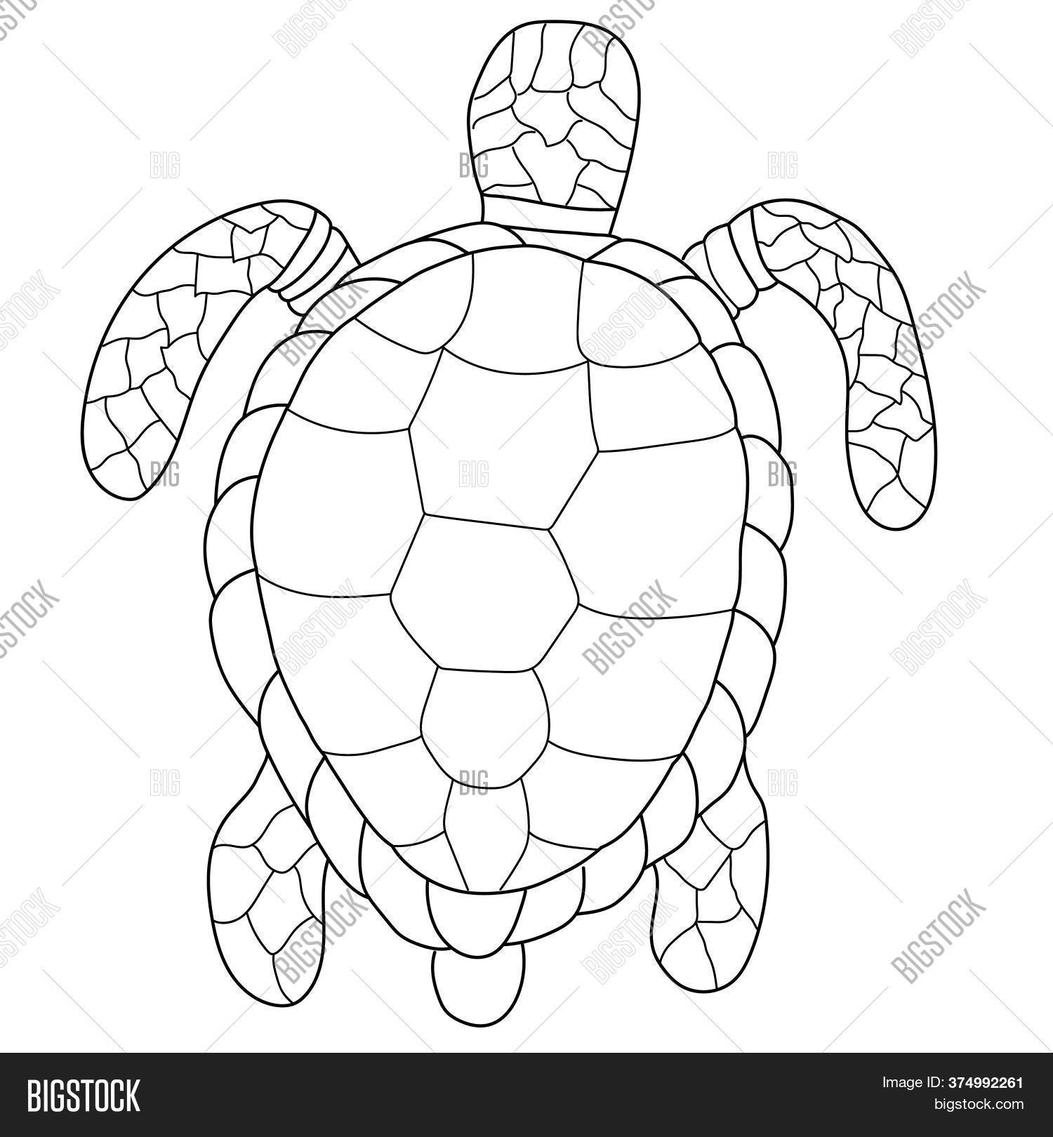 Turtle Line Art Black Image & Photo (Free Trial) | Bigstock