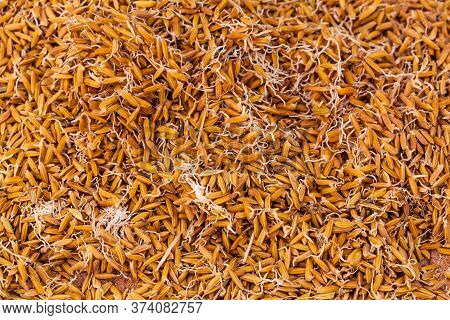 Close Germinated Rice Image & Photo (Free Trial) | Bigstock