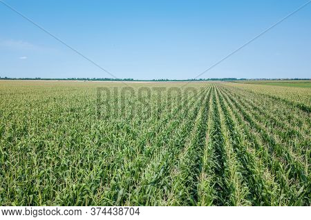 Green Corn Field, Corn Image & Photo (Free Trial) | Bigstock