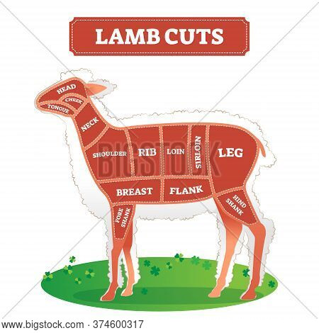 Lamb Cuts Scheme Vector & Photo (Free Trial) | Bigstock