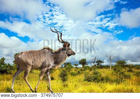 Huge Kudu Male Long Image & Photo (Free Trial) | Bigstock