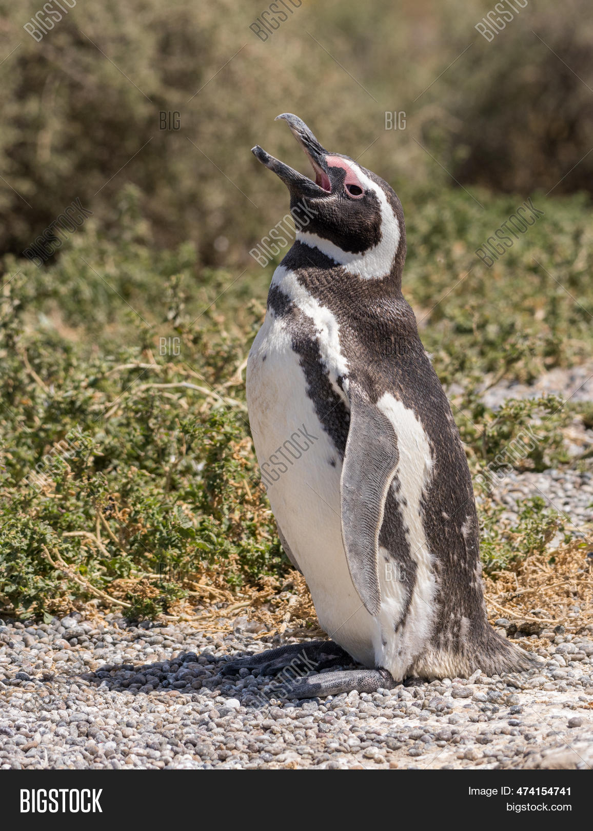 Magellanic Penguin Image And Photo Free Trial Bigstock
