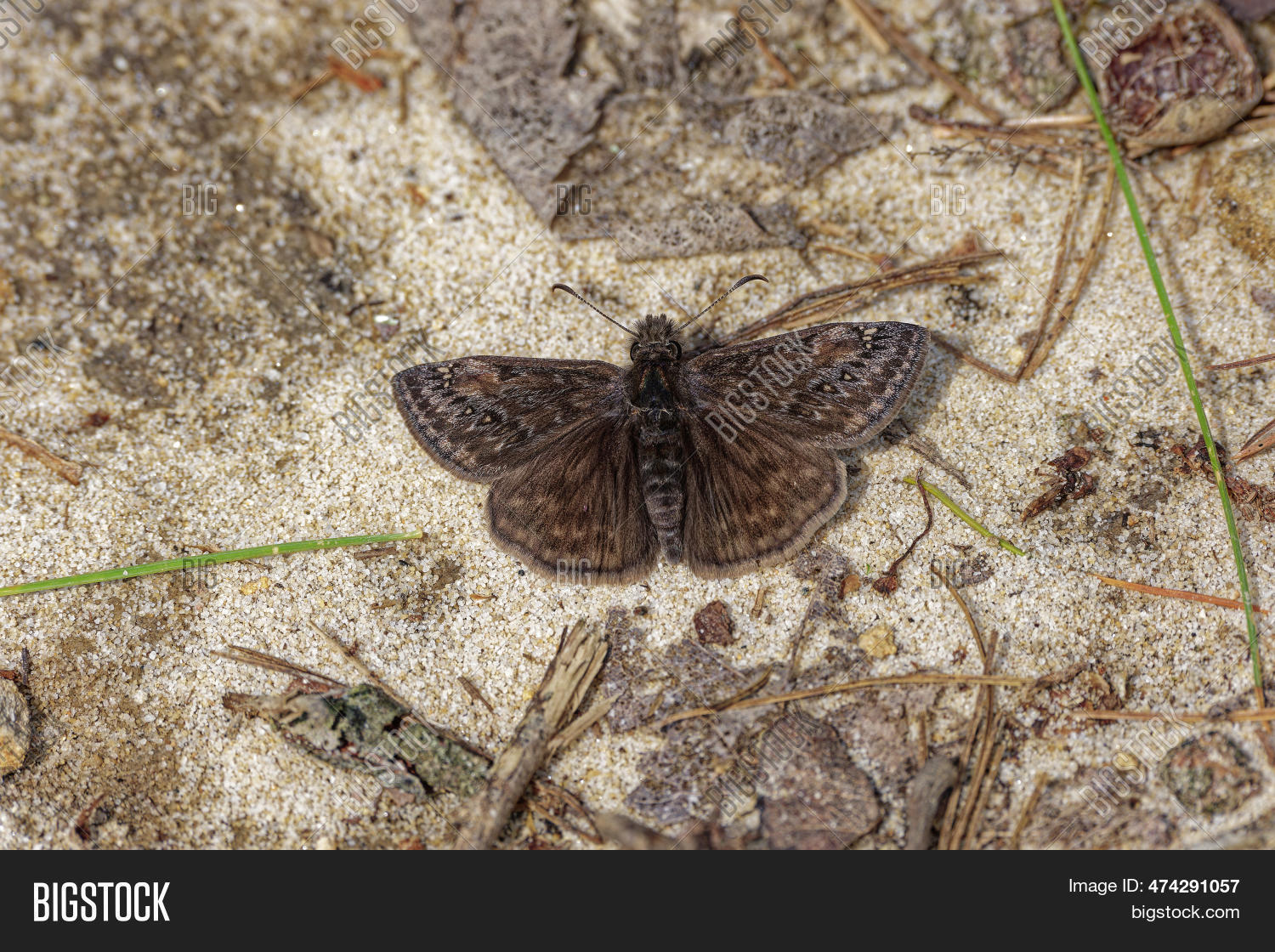 Small Brown White Image & Photo (Free Trial) | Bigstock