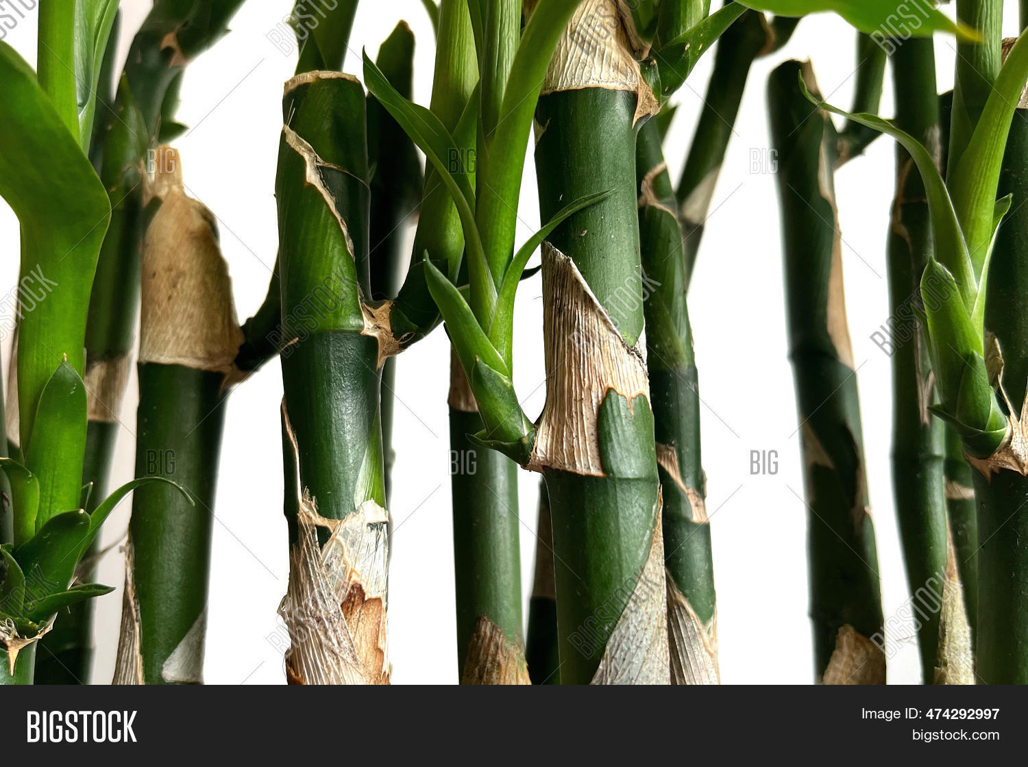 Close Green Bamboo Image & Photo (Free Trial) | Bigstock