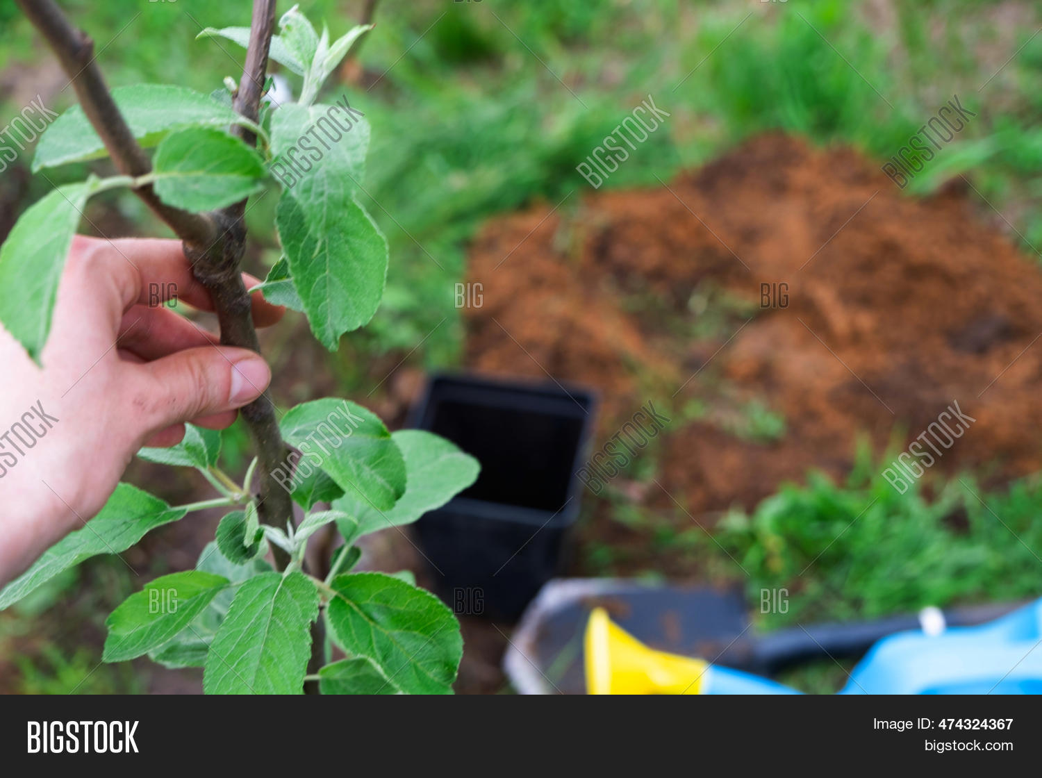Apple Tree Seedling Image & Photo (Free Trial) | Bigstock