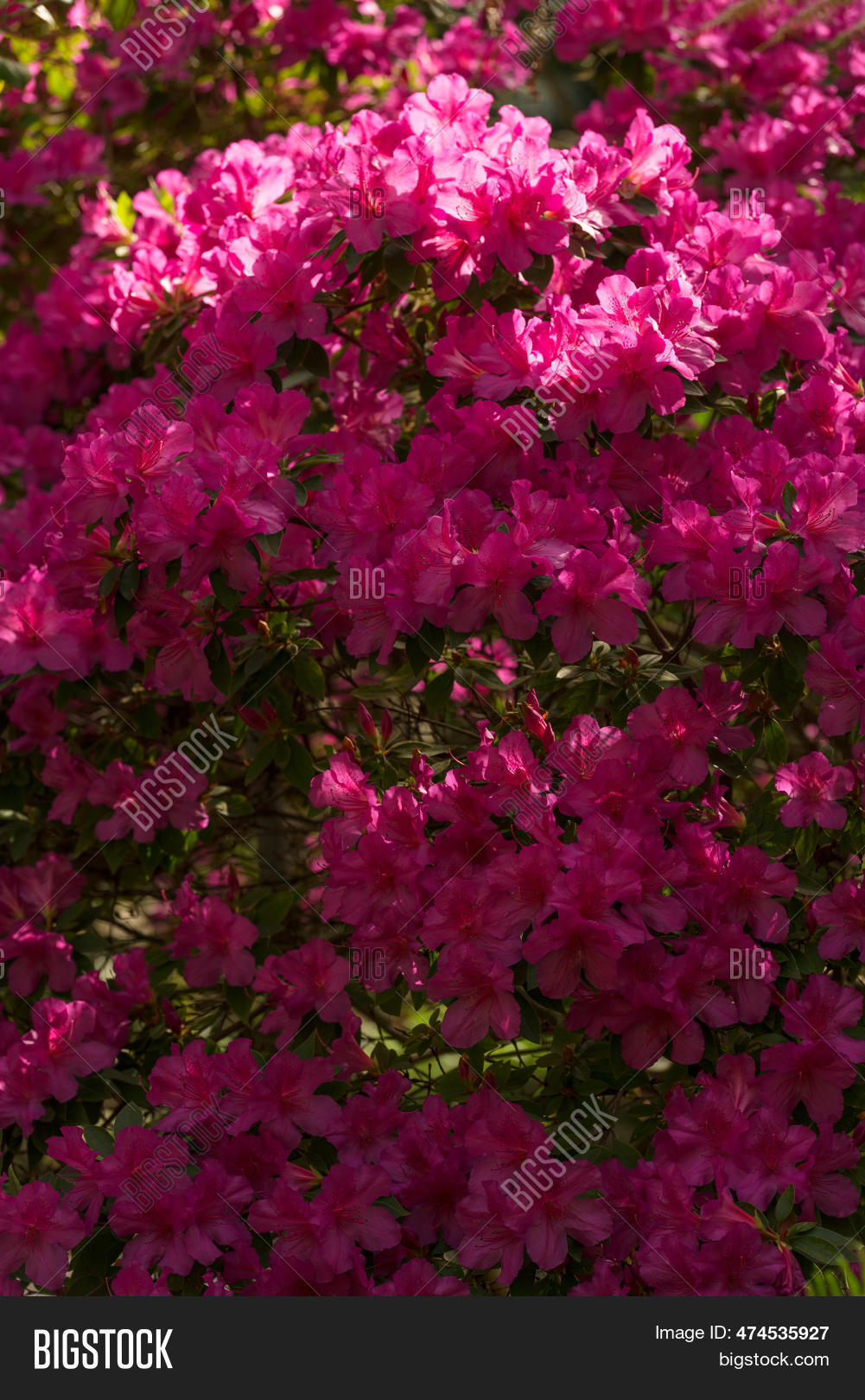 Beautiful Tree Pink Image & Photo (Free Trial) | Bigstock