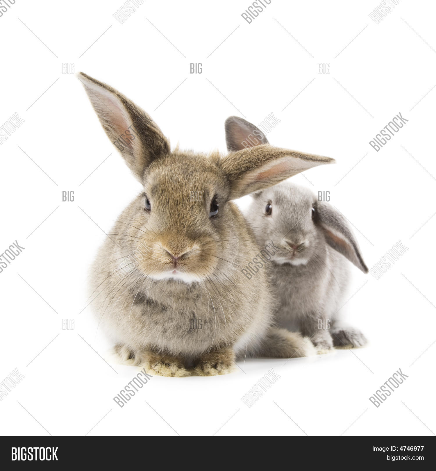 Rabbits Image & Photo (Free Trial) | Bigstock