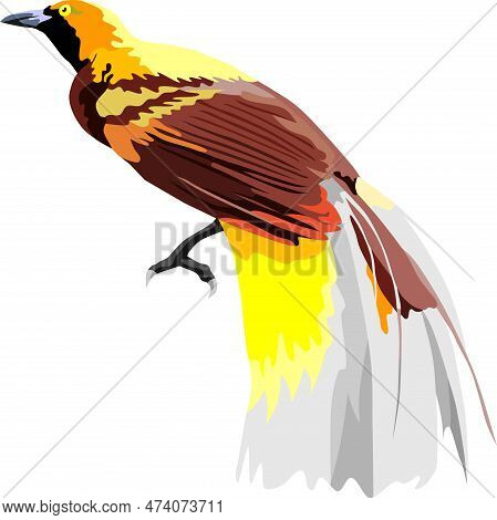 Paradise Bird Papua Vector & Photo (Free Trial) | Bigstock