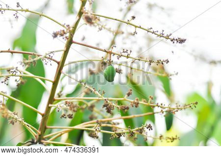 Mango Seed Images, Illustrations & Vectors (Free) - Bigstock