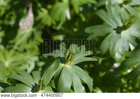 Aconite Seed
