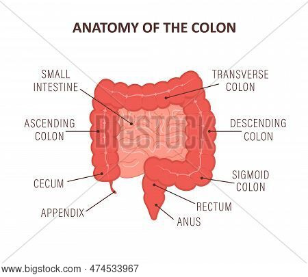 Anatomy Colon Vector & Photo (Free Trial) | Bigstock