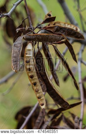 Black Locust Seeds Image & Photo (Free Trial) | Bigstock