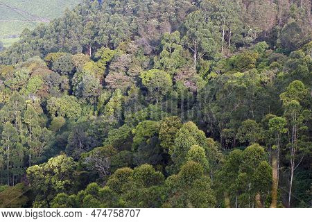 Beautiful Thick Forest Image & Photo (Free Trial) | Bigstock