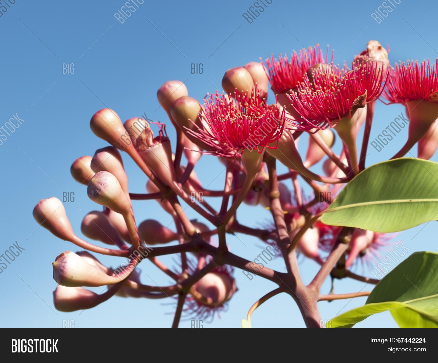 Flowers Australian Red Image & Photo (Free Trial) | Bigstock