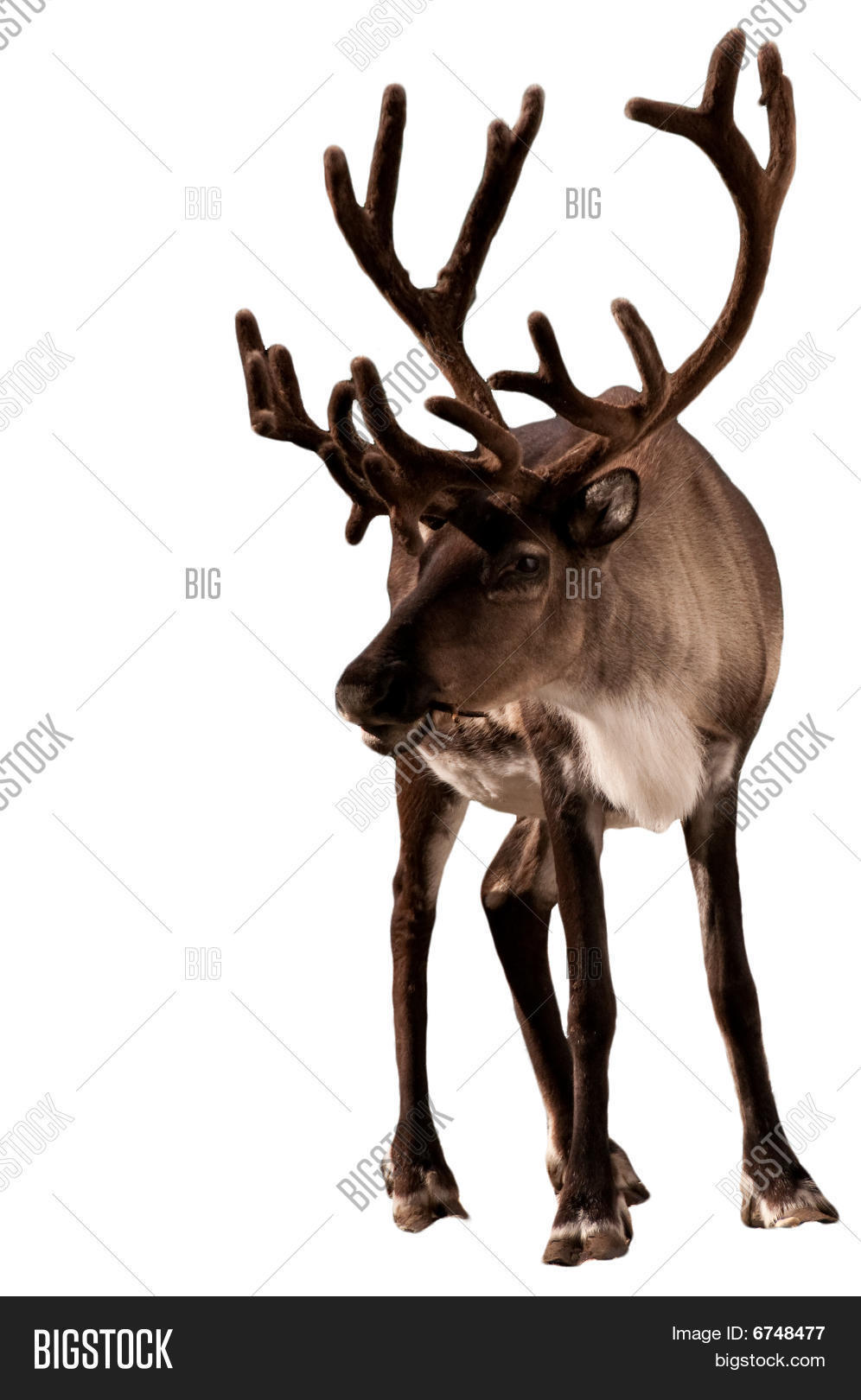 Reindeer Caribou Image & Photo (Free Trial) | Bigstock
